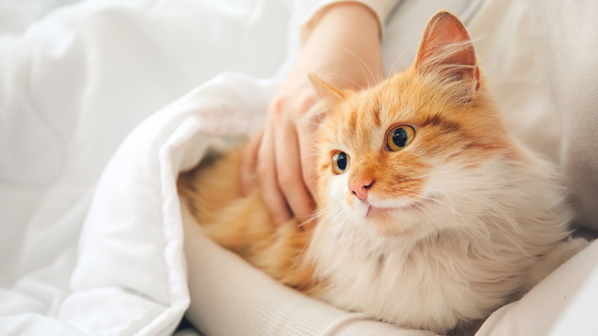 Vet Near Me Sacramento | Constant Companion
