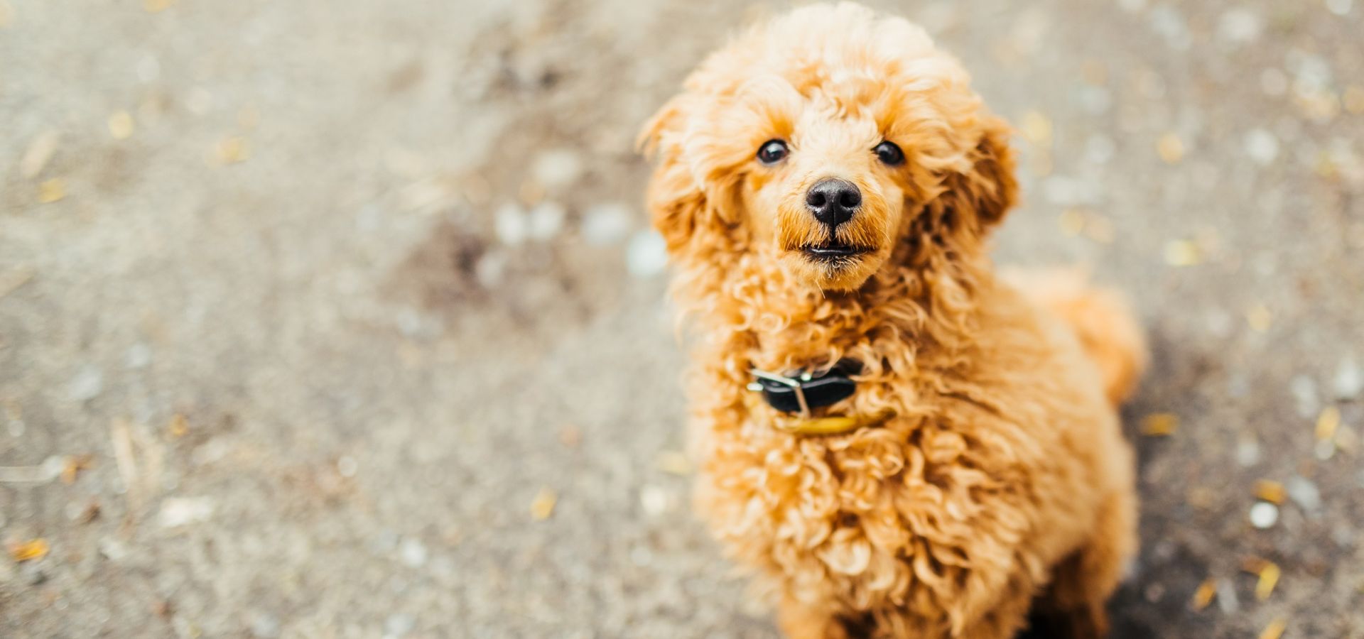 Constant Companion FAQs