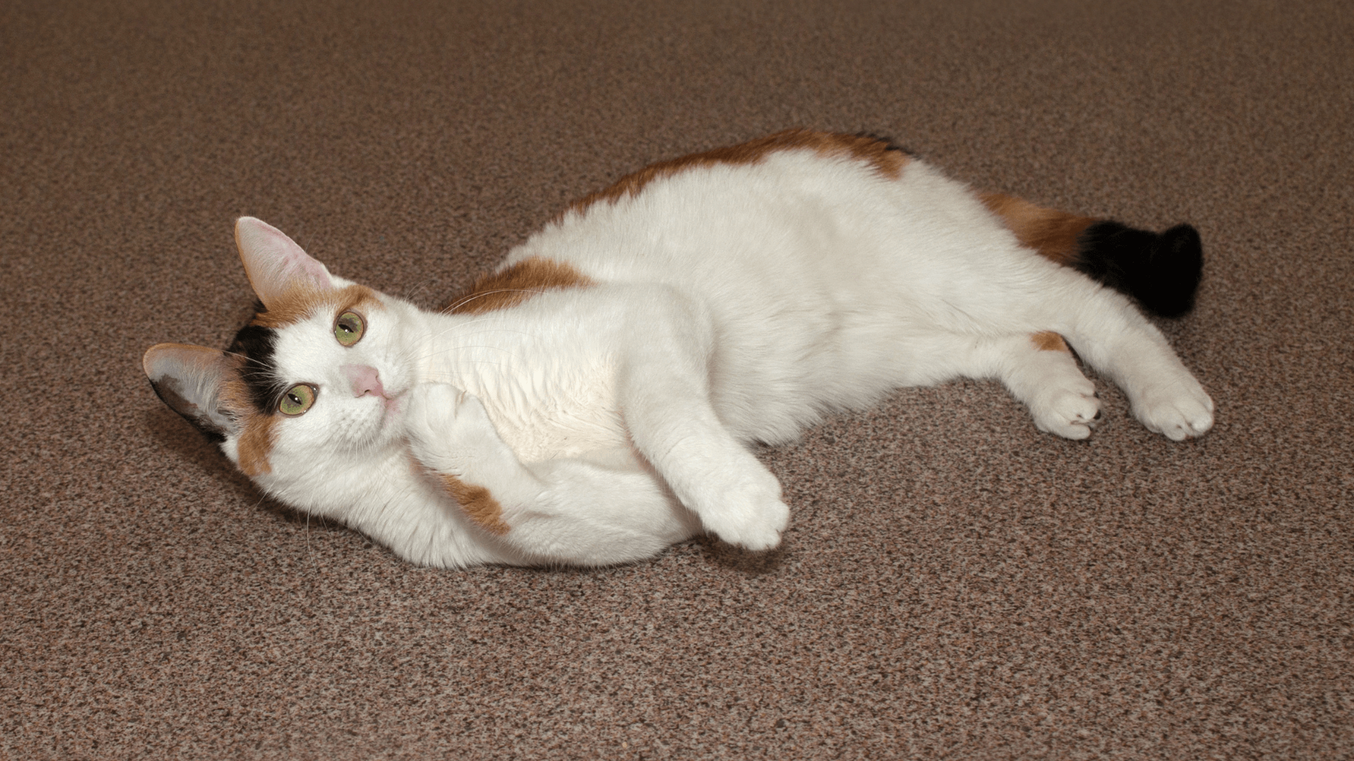 Laser & Name Plate Order Form | Constant Companion